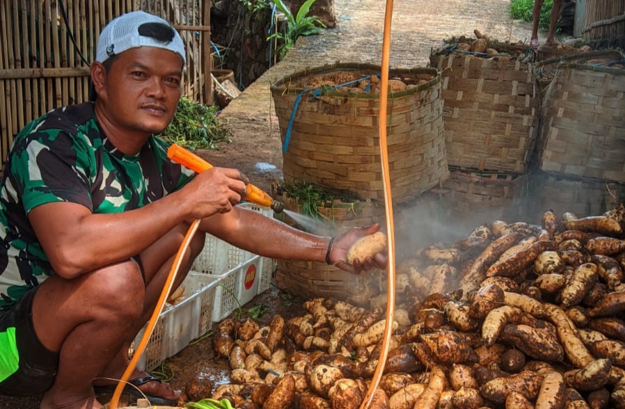 Edi Junaedi Ungkap Istimewa dan Tantangan Budidaya Ubi Cilembu