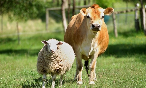 Cara Memilih Hewan Qurban, Jenis, Usia, dan Kesehatan yang Harus ...