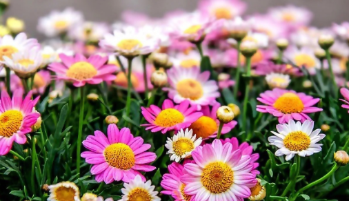 Jenis-Jenis Bunga, Mengungkap Keindahan dan Pesan di Baliknya