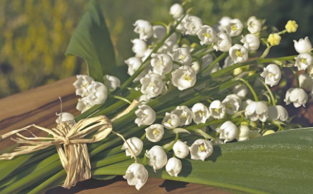 Jenis-Jenis Bunga, Mengungkap Keindahan dan Pesan di Baliknya