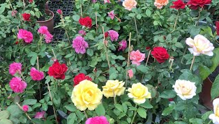 Jenis-Jenis Bunga, Mengungkap Keindahan dan Pesan di Baliknya