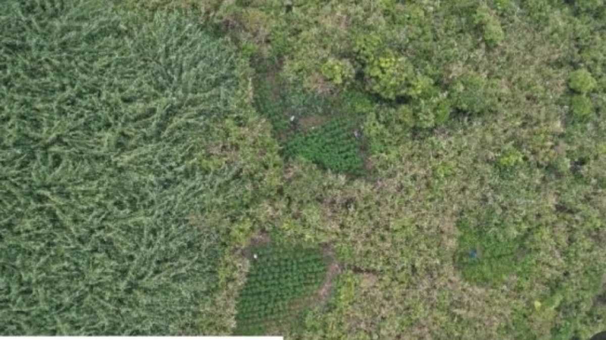 Ladang Ganja di Bromo: Polisi Tidak Tahu atau Tutup Mata?